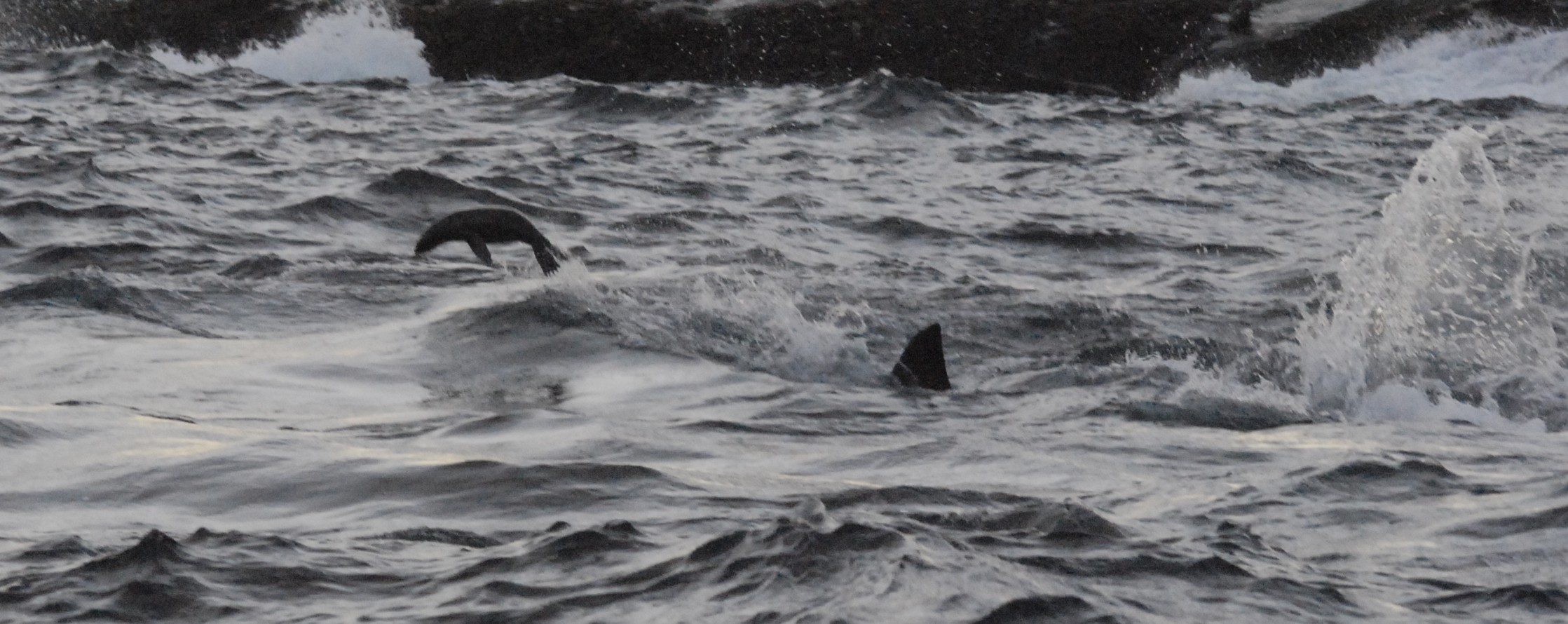 The Amazing Grace of Sharks | Scubaverse