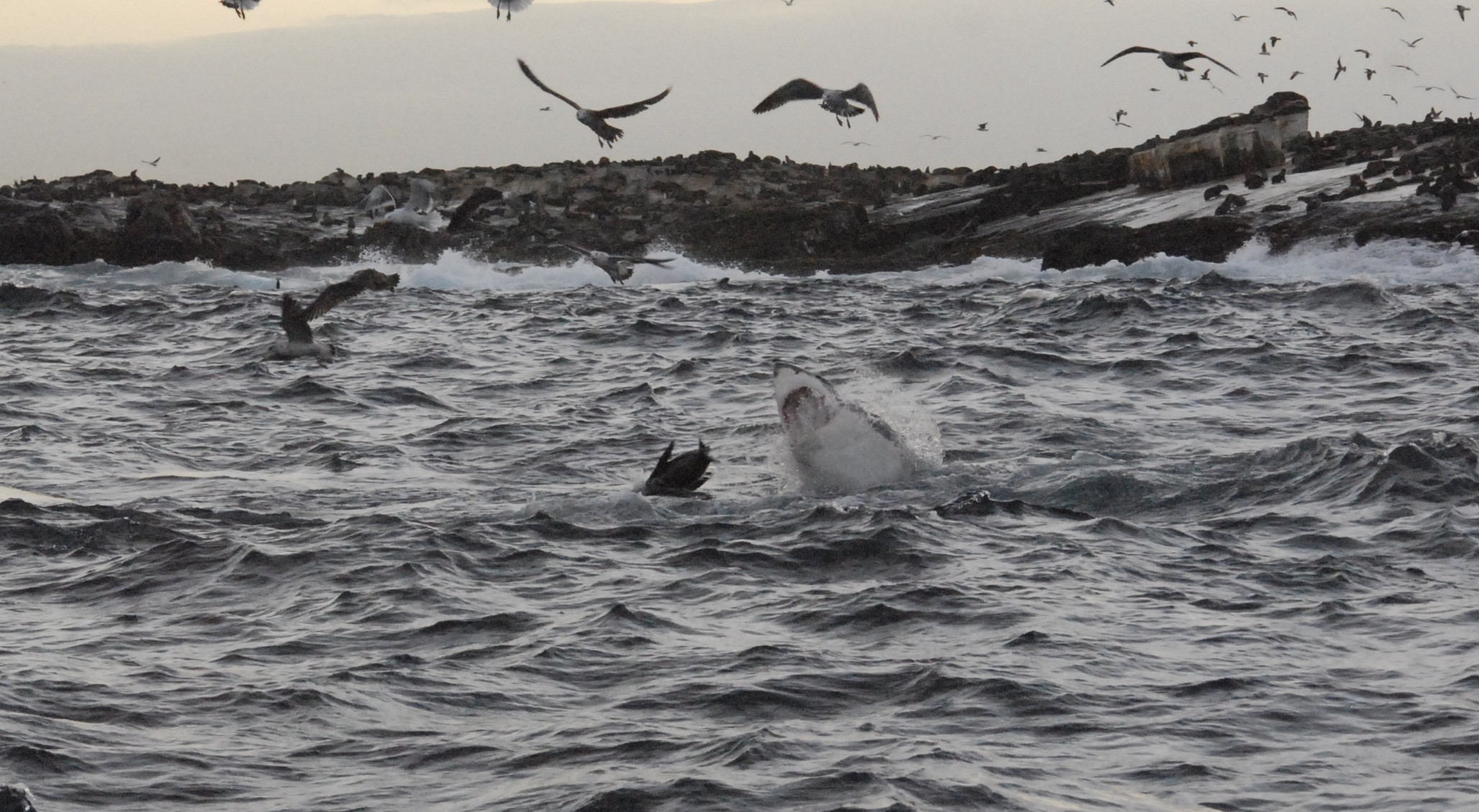 The Amazing Grace of Sharks | Scubaverse