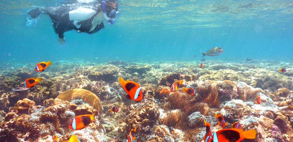 New Coral Gardening Eco-Tourism Venture Launched In Vanuatu | Scubaverse