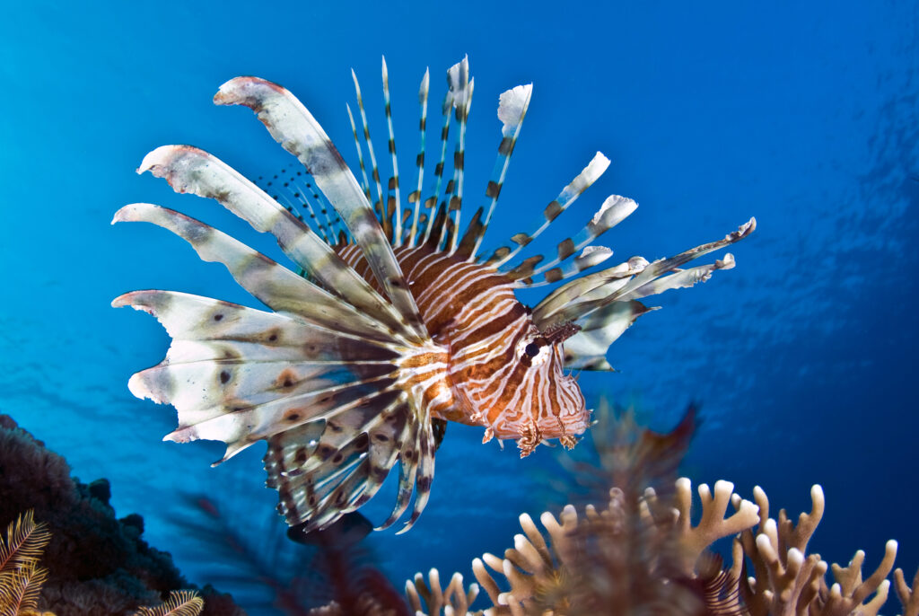 Lionfish and Tiger sharks and Box Jellies oh my! - Scubaverse