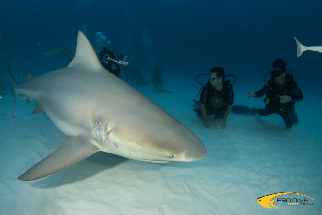 Enjoy big fish encounters with Pro Dive Mexico