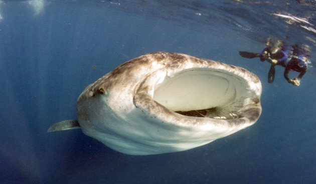 Whale Shark: The Biggest Fish in the Ocean