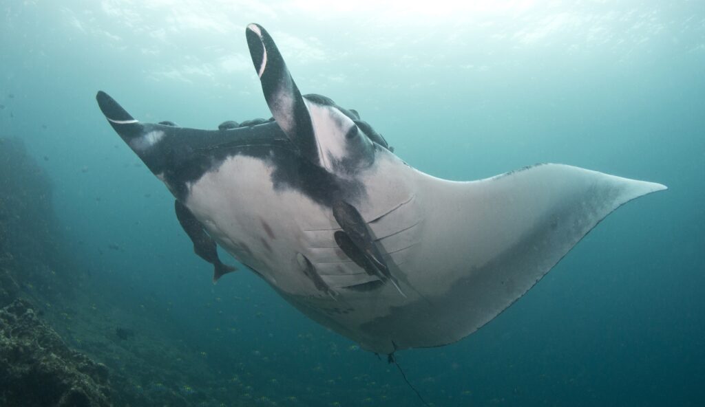 Giant manta rays found to be predators of the deep ocean | Scubaverse