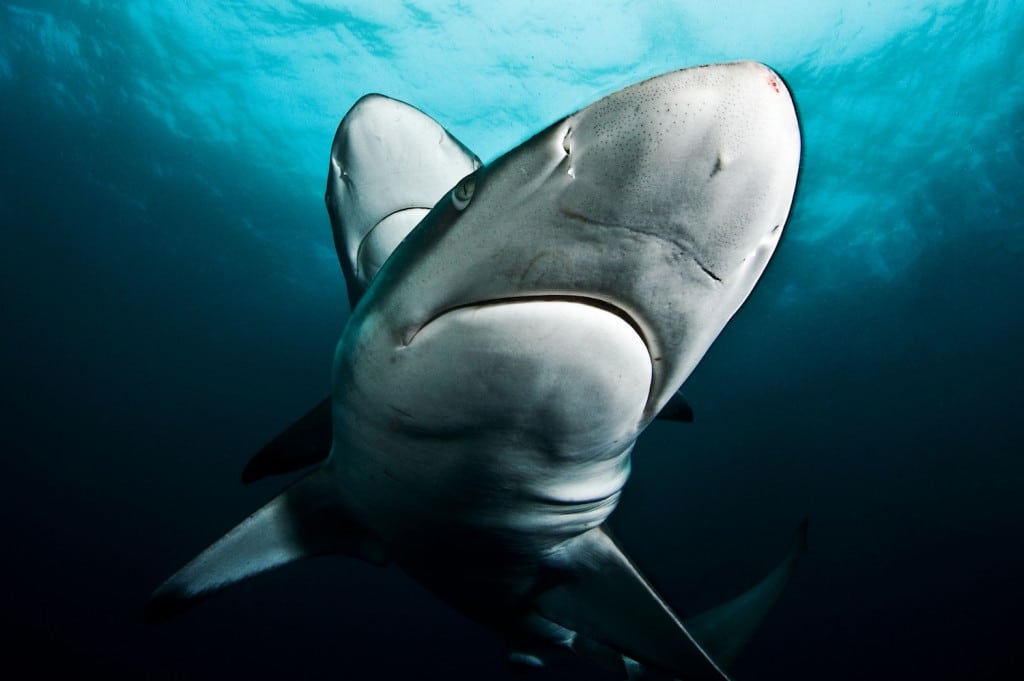 Photo Gallery: Shark Week | Scubaverse