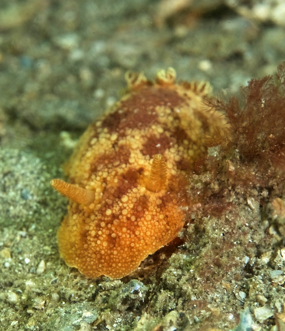 Dive Notes from a Small Island: Part 3 – Ireland & Northern Ireland