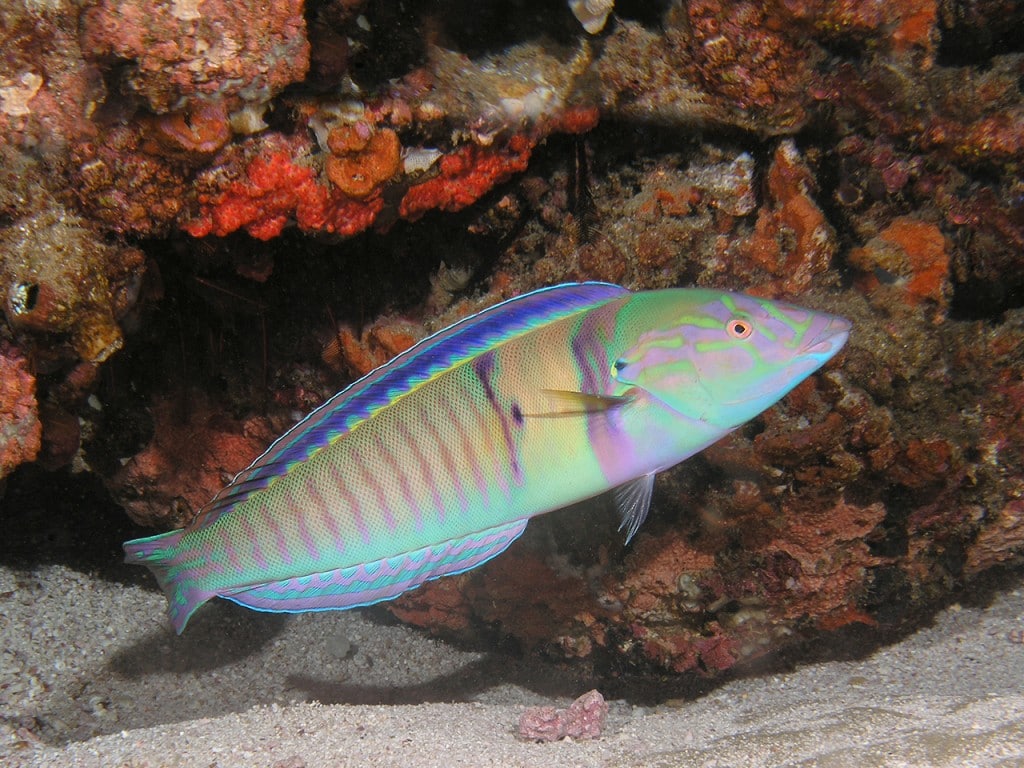 Fish Conditioning: Do fish become conditioned by contact with divers ...