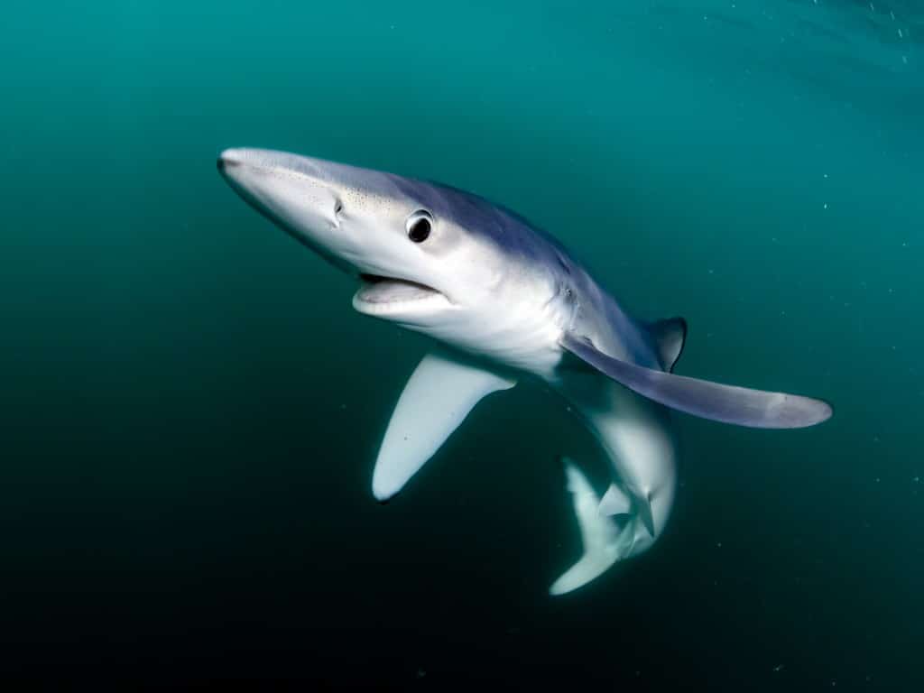 Happy shark wave - Scubaverse