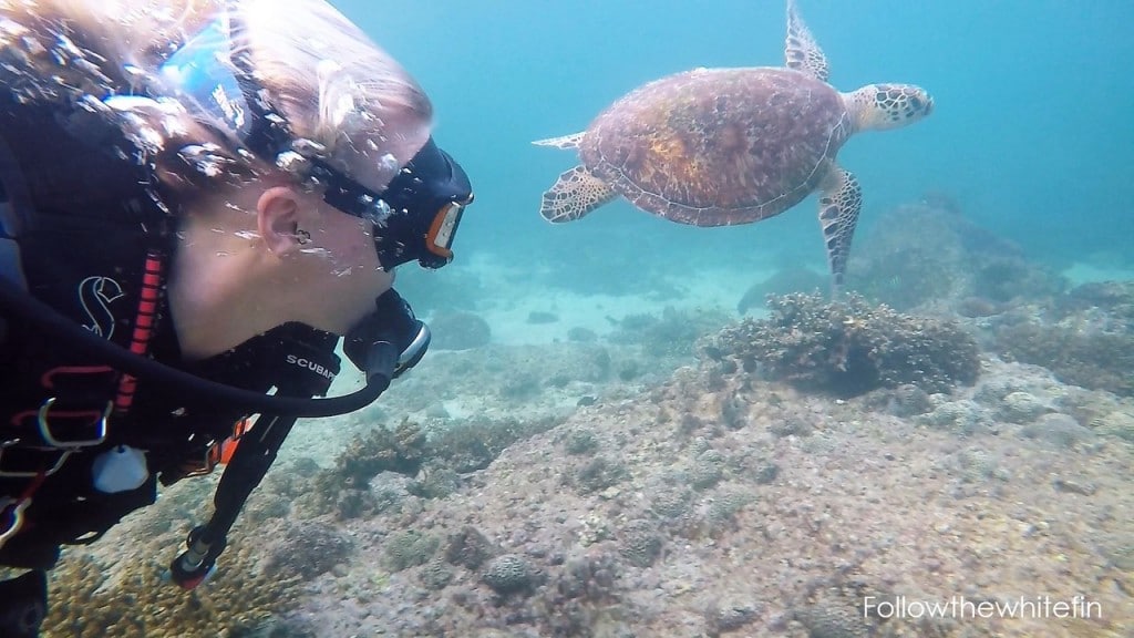 Diving in the UAE: Who would have thought?! | Scubaverse