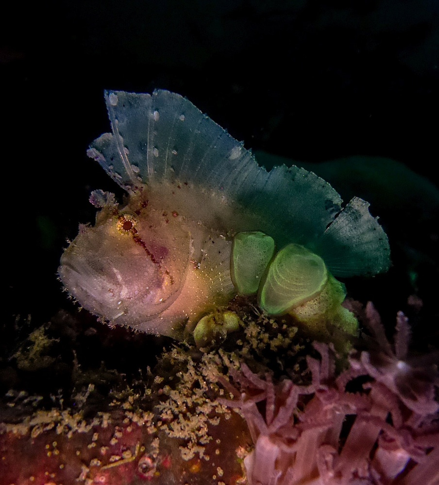 Meet Our Club: Northern Underwater Photography Club | Scubaverse