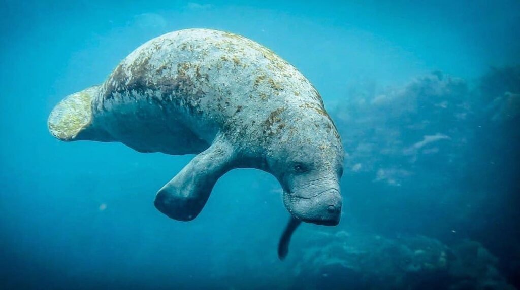 Diving and swimming with real mermaids at the XTC Dive Center in ...