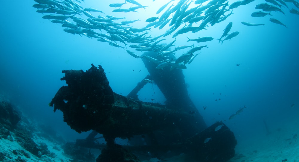 10 to 10 – Rannamaari Wreck’s 20th Anniversary | Scubaverse
