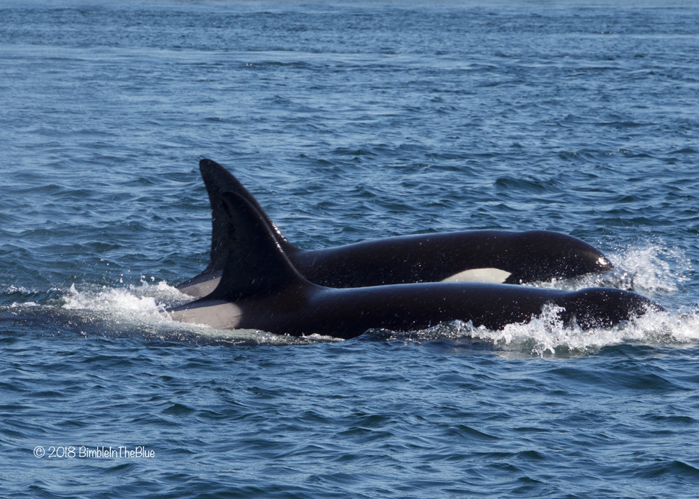 Diving Discovery Passage | Scubaverse