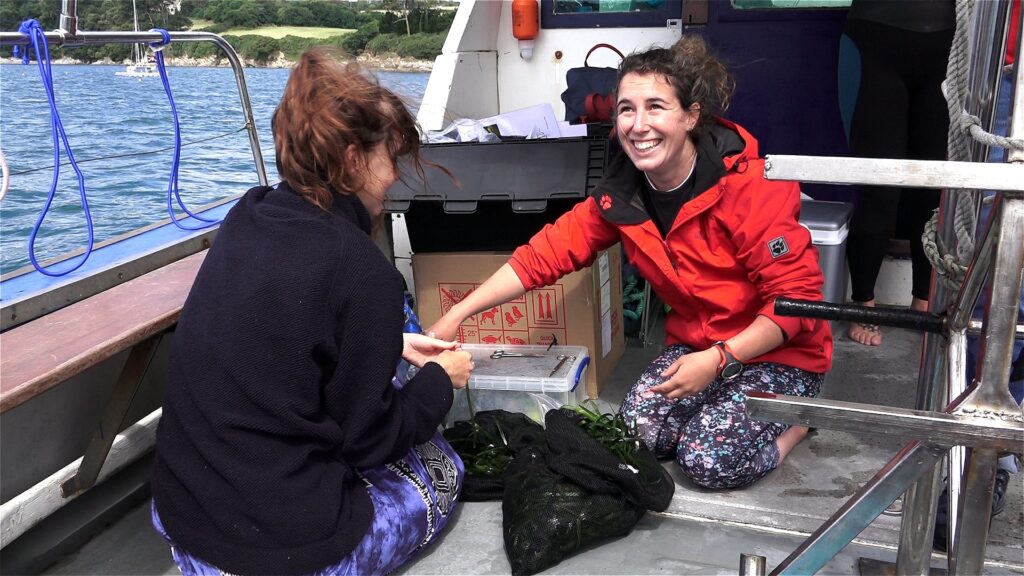 Restoring seagrass beds with Project Seagrass (Watch Video) | Scubaverse