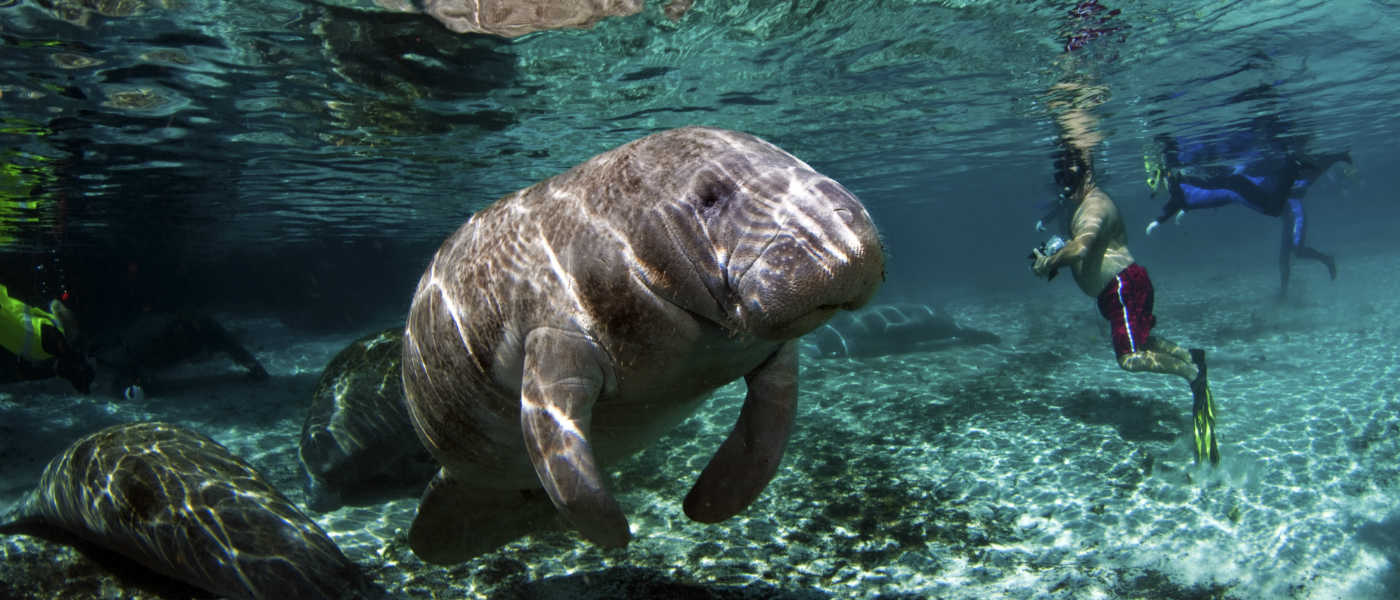 Manatees Swimming In The Ocean