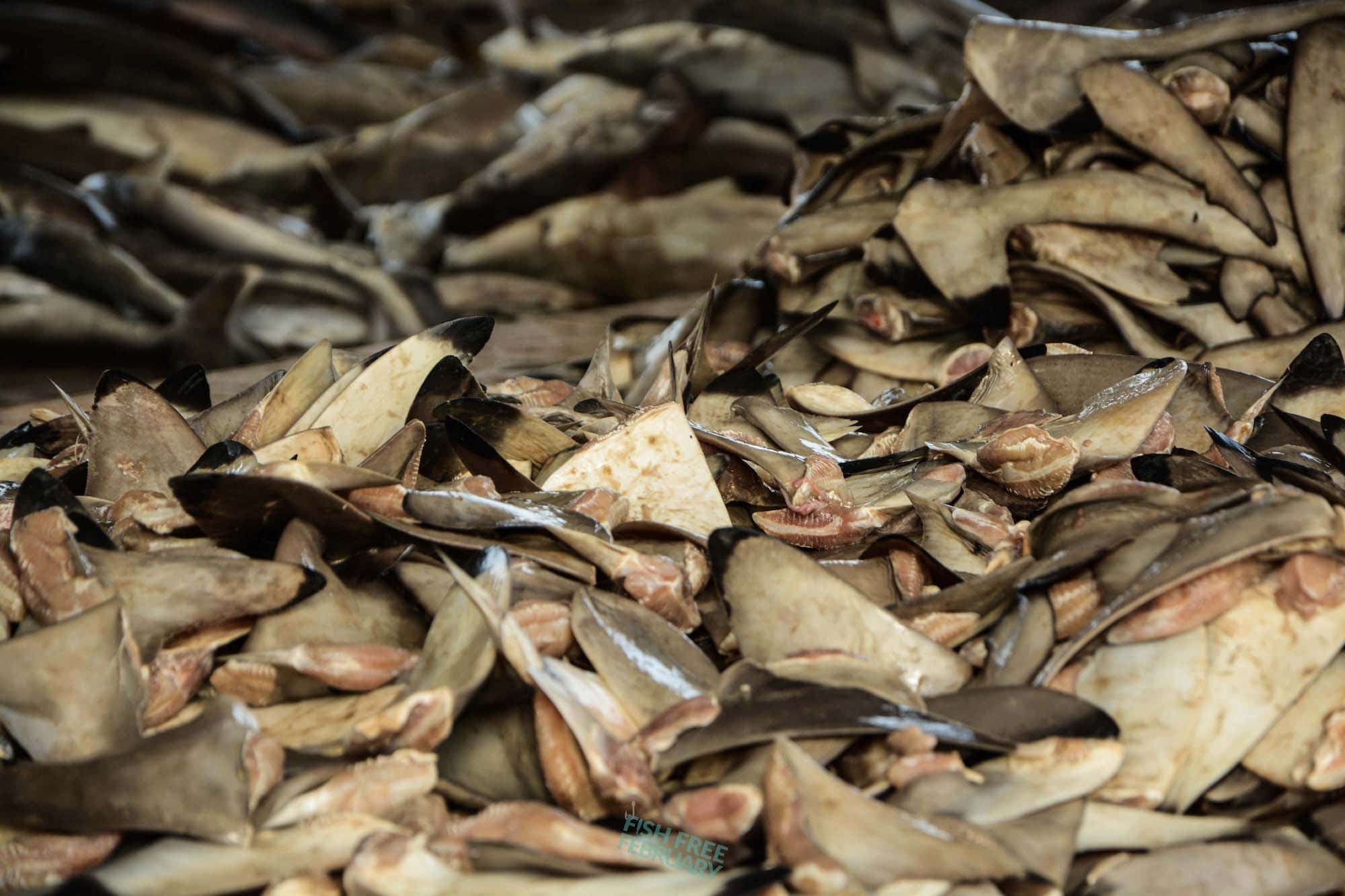 Piles of shark fins - Scubaverse