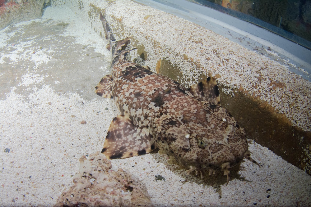 New Arrivals at Blue Planet Aquarium | Scubaverse