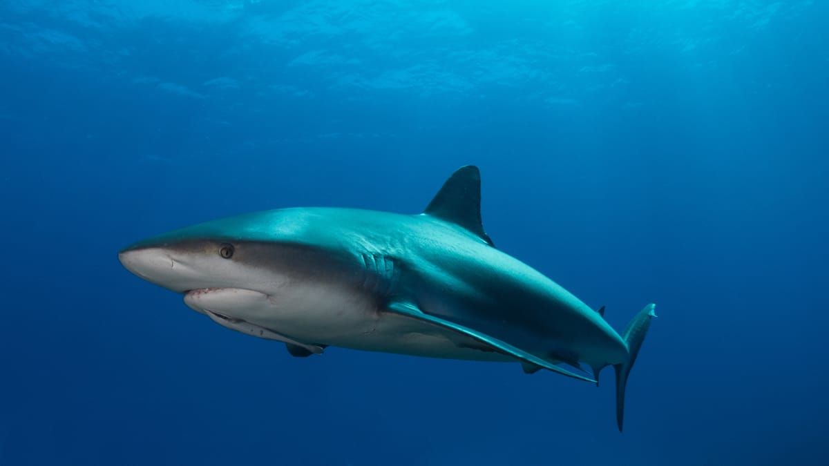 Dive into Shark Conservation at Go Diving with the Shark Trust | Scubaverse