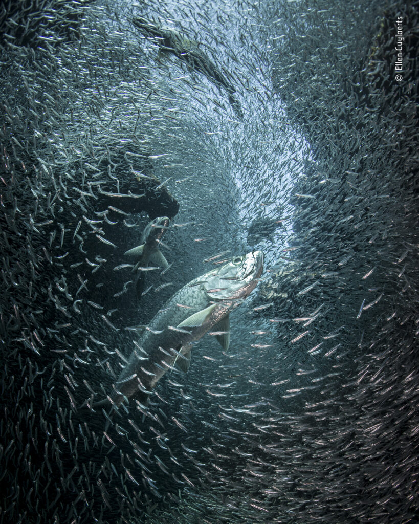 Freedive Magazine available on new platform