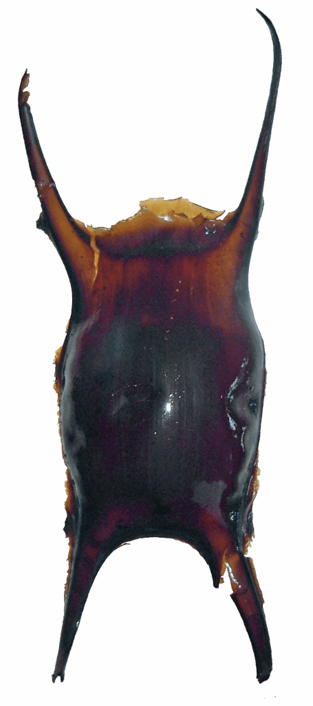 Creature Feature: Undulate Ray | Scubaverse