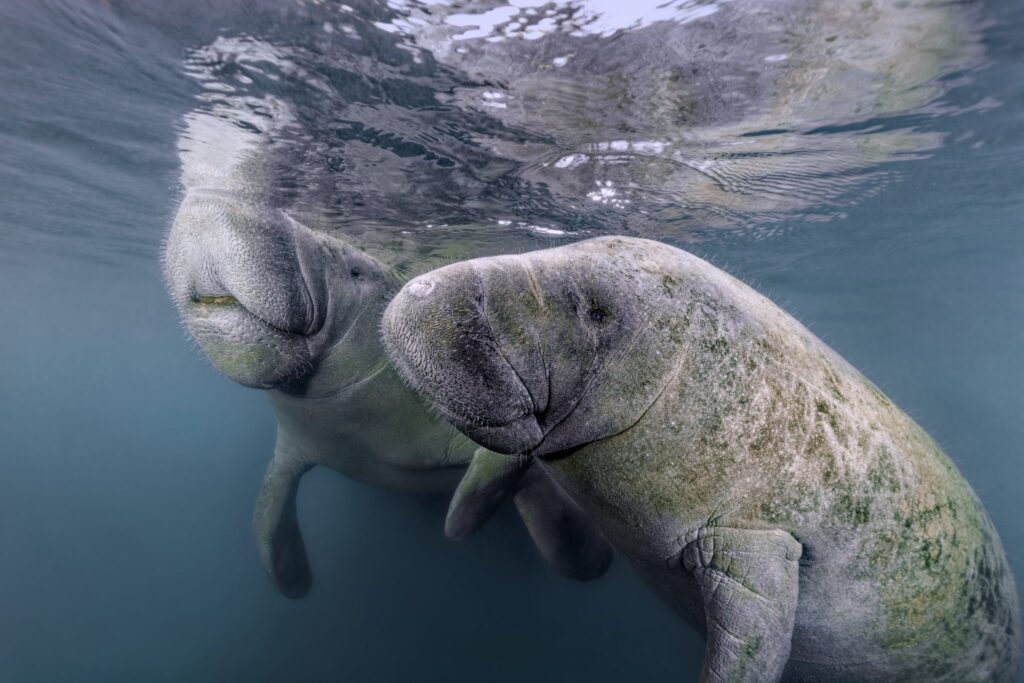 Heading out on the water this Summer? Watch for manatees | Scubaverse