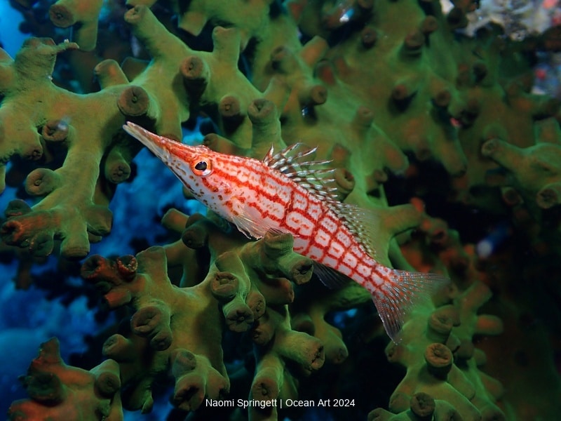 Compact Macro_Naomi_Springett_Longnose Hawkfish - Scubaverse