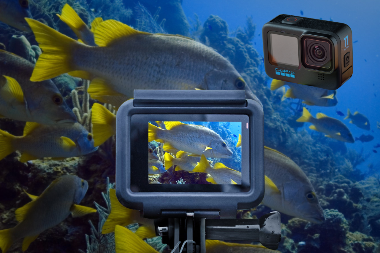 Master Your GoPro: Join an Underwater Video Workshop in the Cayman ...