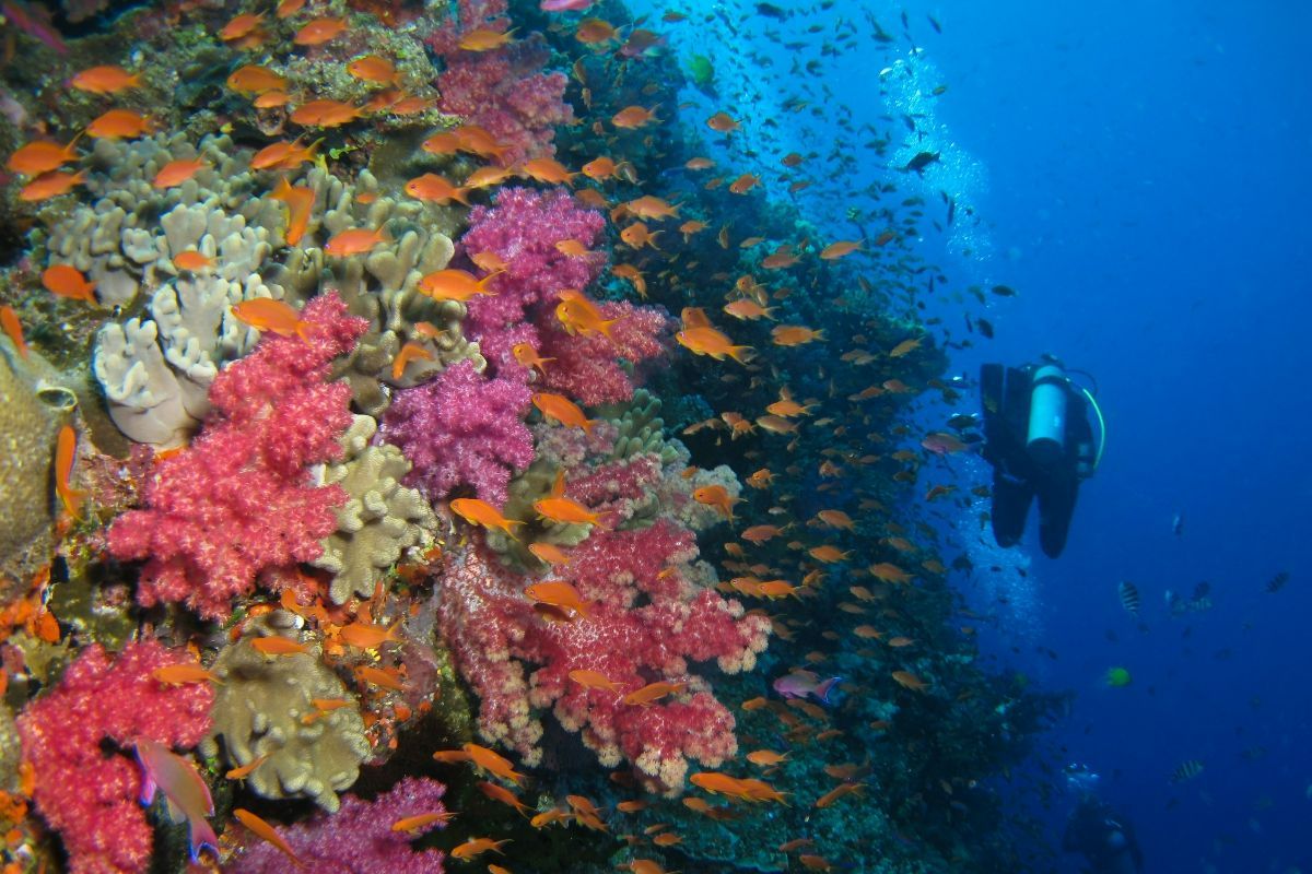 Dive Worldwide launches new brochure packed with tempting new holidays ...