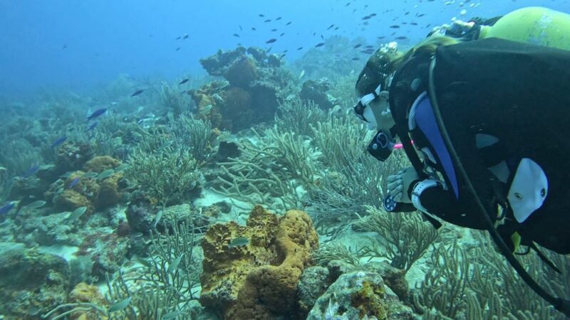 Book early and save on Dive Worldwide's Four Kings Expedition